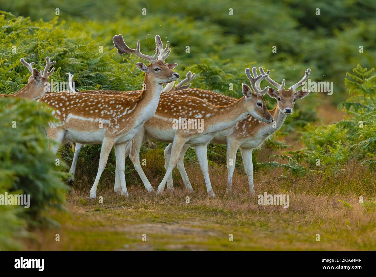 Group of bucks at a hi-res stock photography and images - Alamy