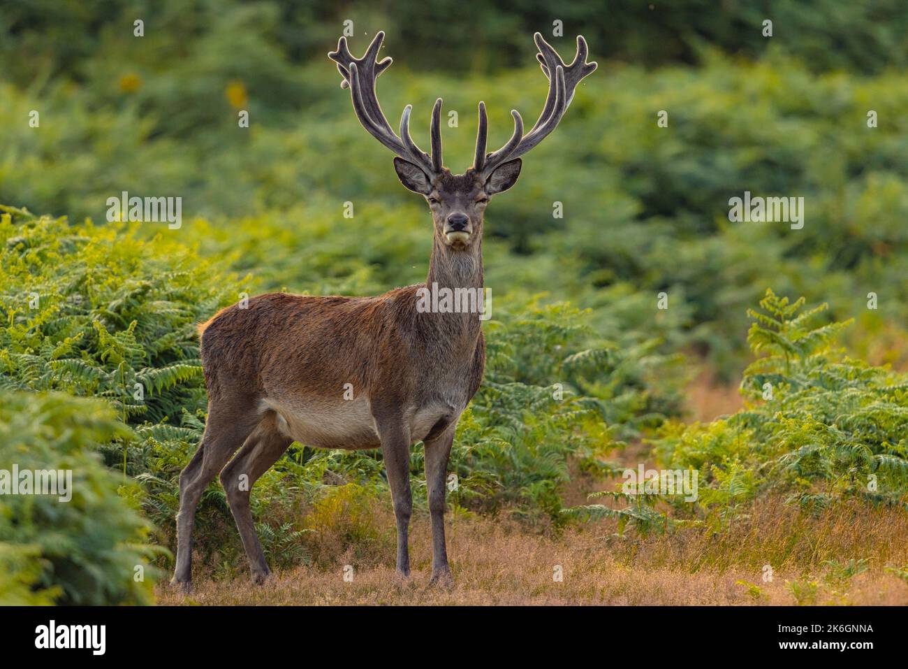 A male red deer with velvet antlers standing in the meadow and looking ...