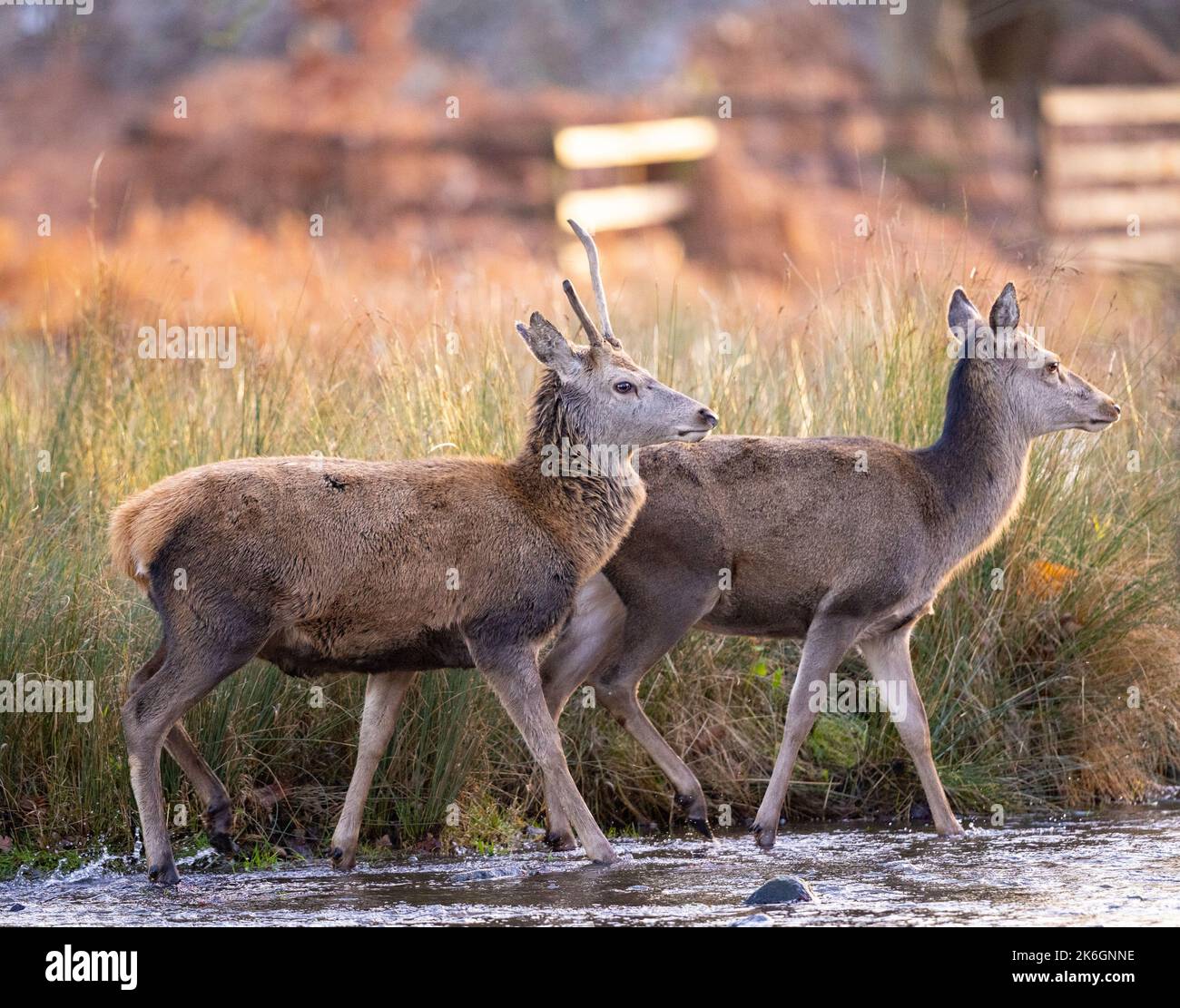 Two deer species hi-res stock photography and images - Alamy