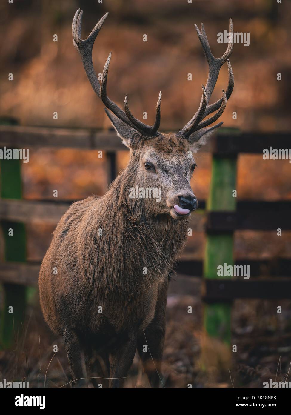 A vertical closeup of a red deer stag standing and looking at camera ...