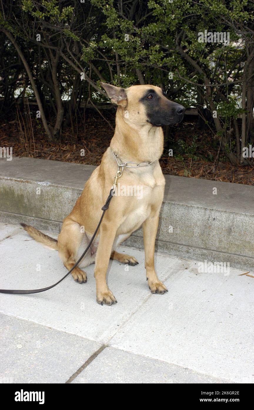 Security personnel with bomb detecting dogs in action around sidewalks ...