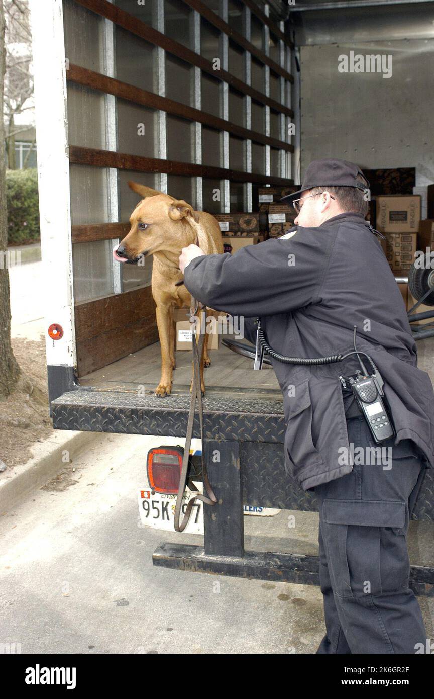 Security personnel with bomb detecting dogs in action around sidewalks ...