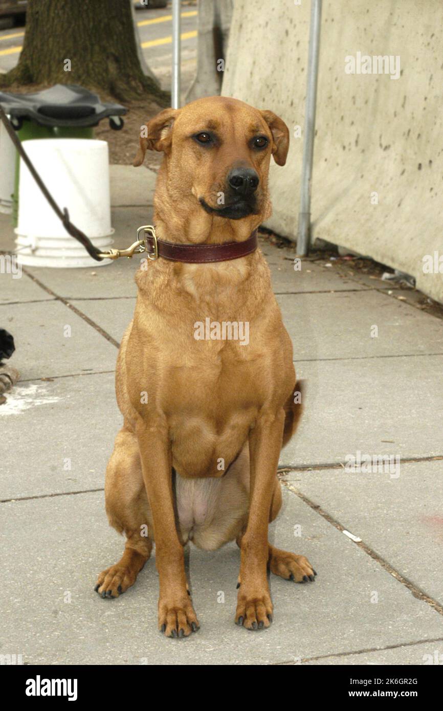 Security personnel with bomb detecting dogs in action around sidewalks ...