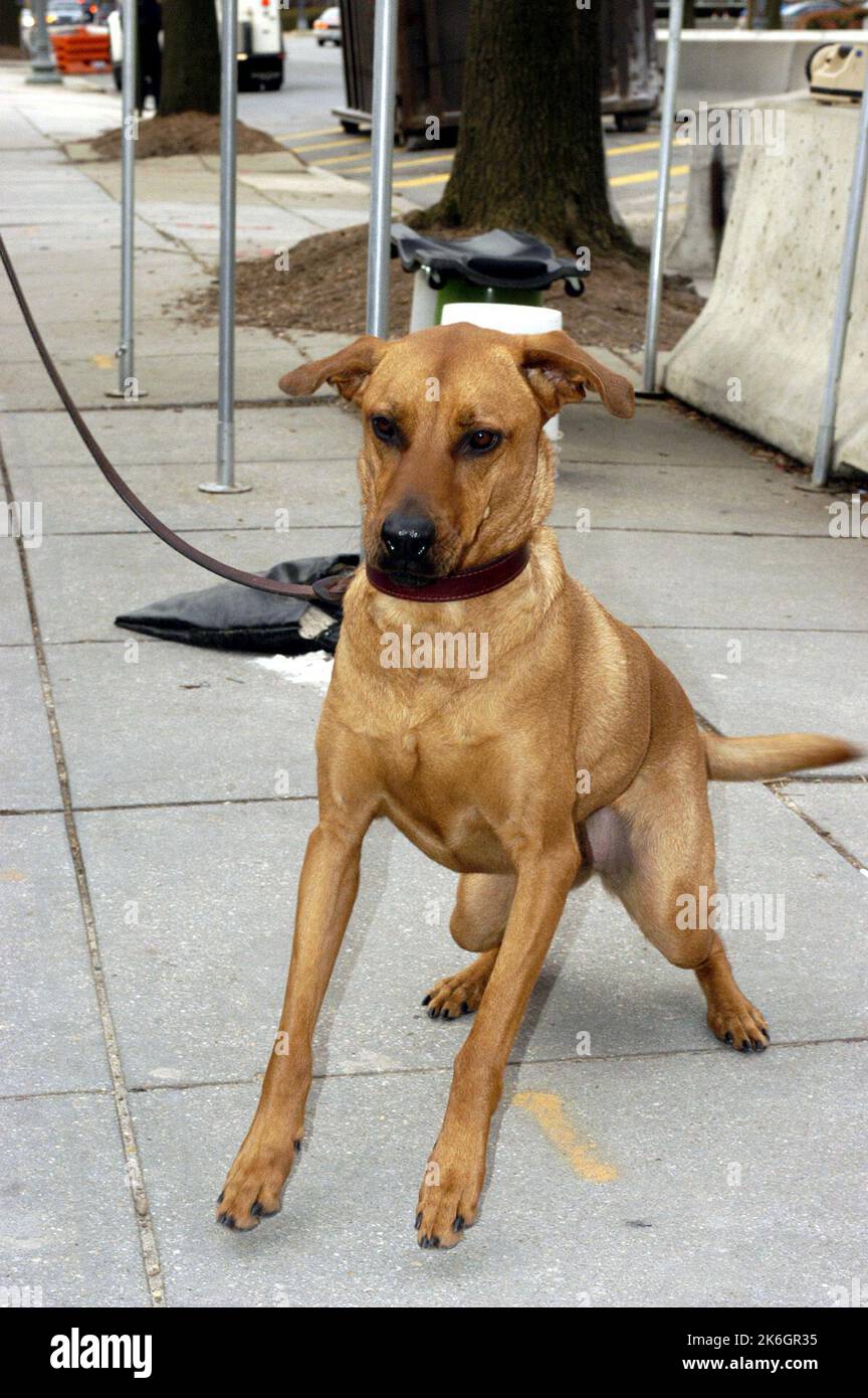 Security personnel with bomb detecting dogs in action around sidewalks ...