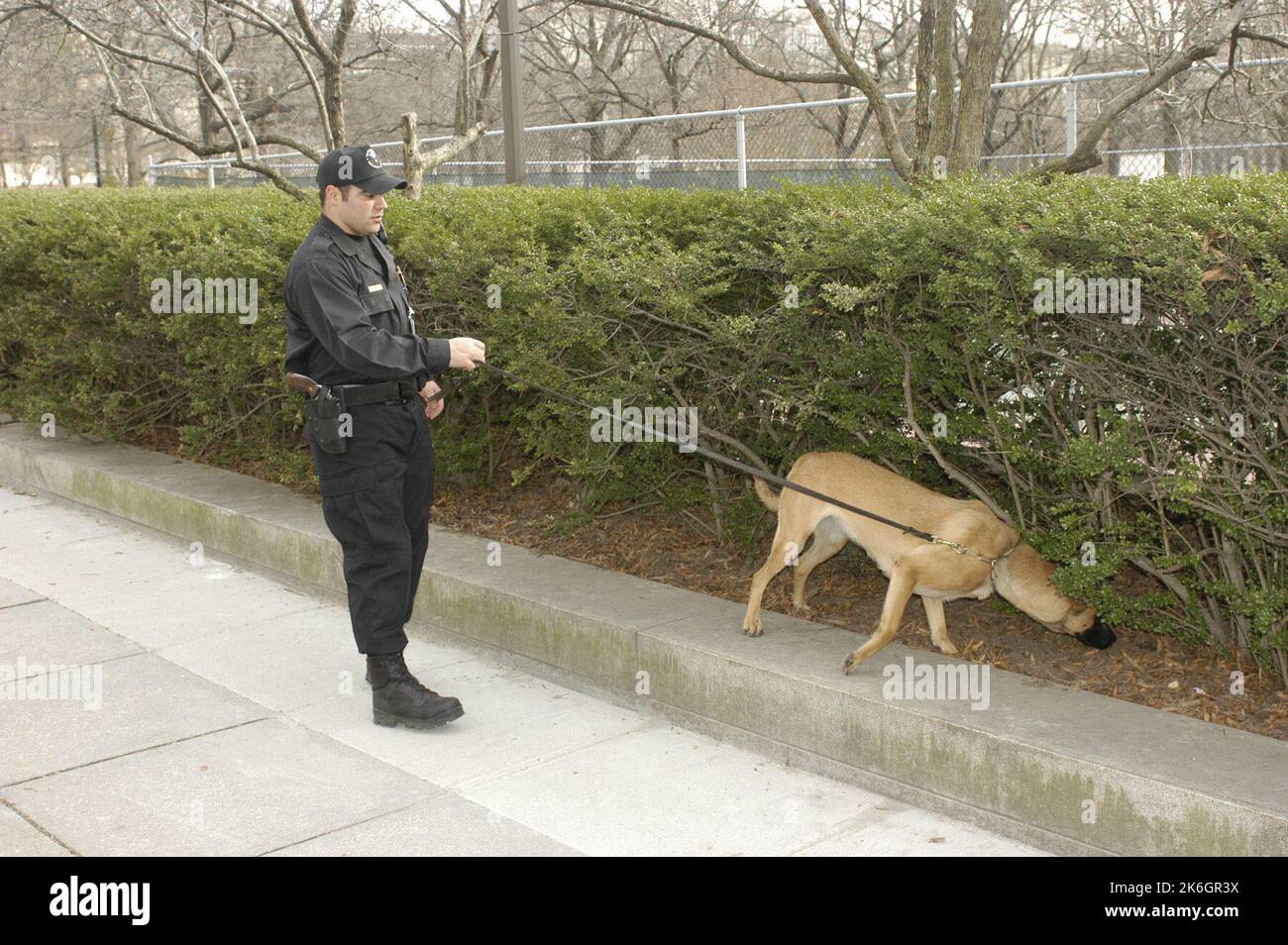 Security personnel with bomb detecting dogs in action around sidewalks ...