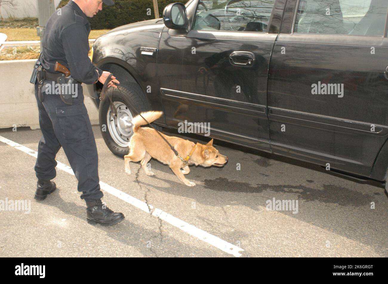 Security personnel with bomb detecting dogs in action outside 21st ...