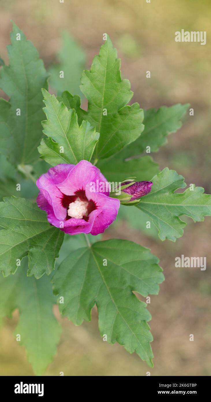 Purple Hibiscus Flower