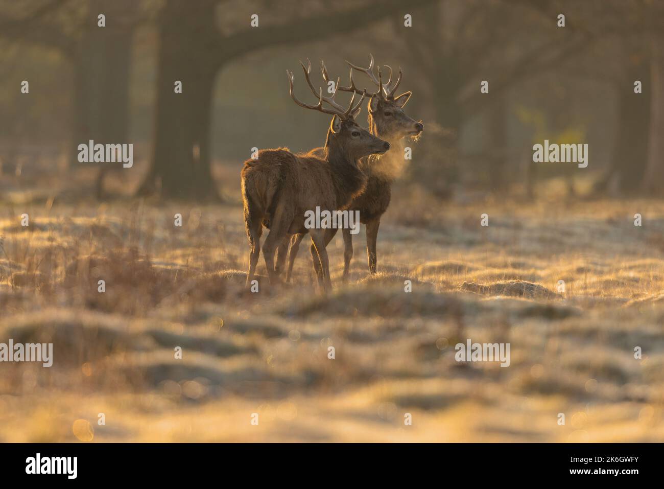 Two brown stags with antlers looking in the same direction in a forest ...