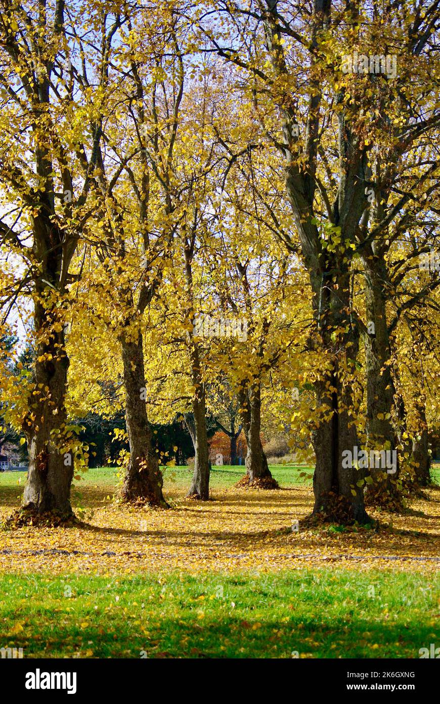 Linden trees in a row beside the foot path in a public park in autumn ...