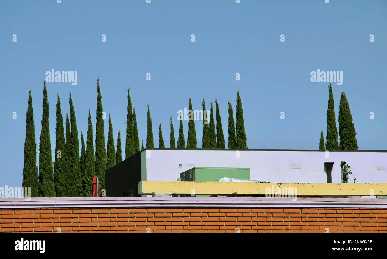 Tall cypress trees in a range behind a building Stock Photo - Alamy