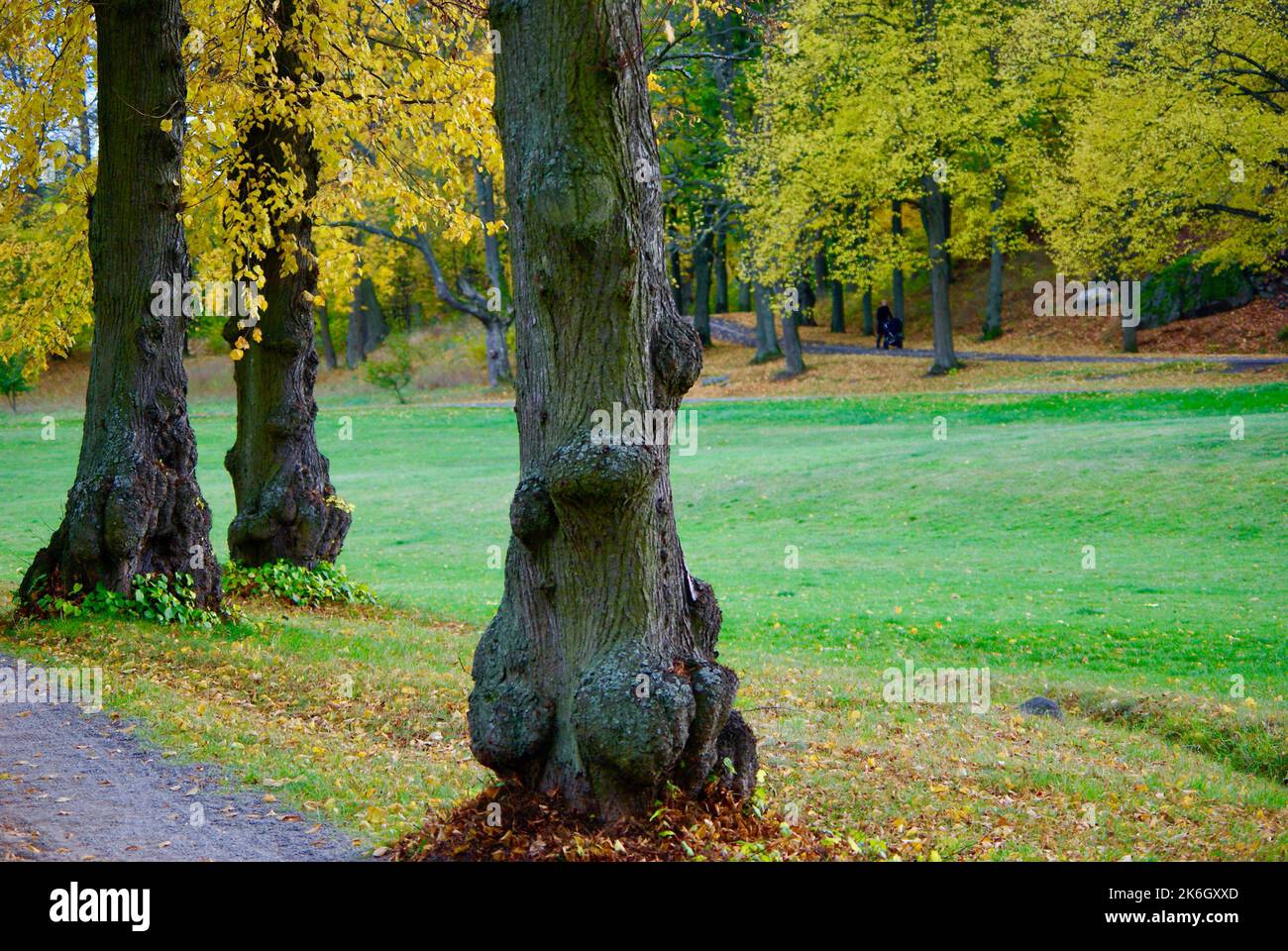 Linden tree behind a gravel road in front of green grass and a forest ...