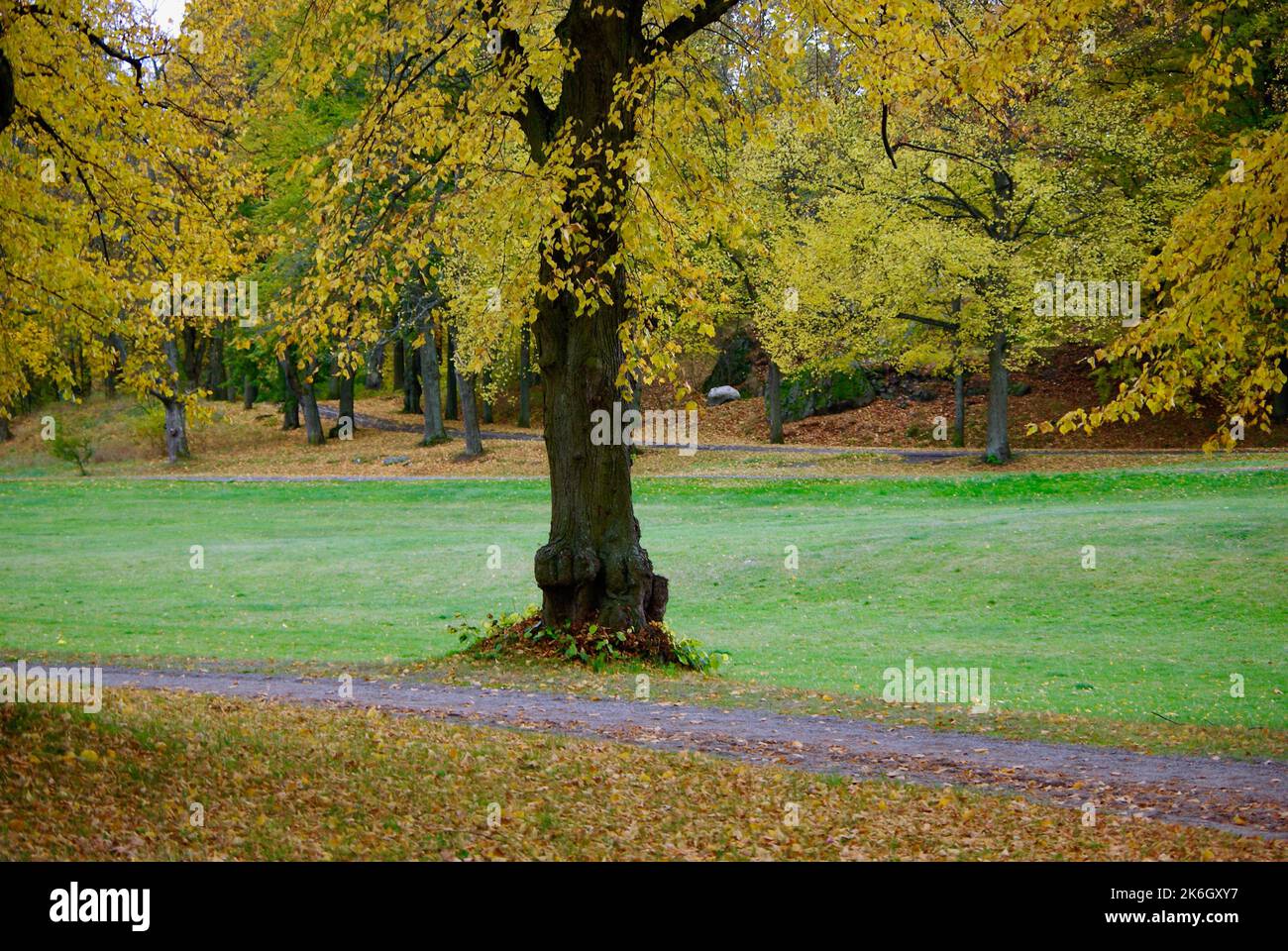 Linden tree behind a gravel road in front of green grass and a forest ...