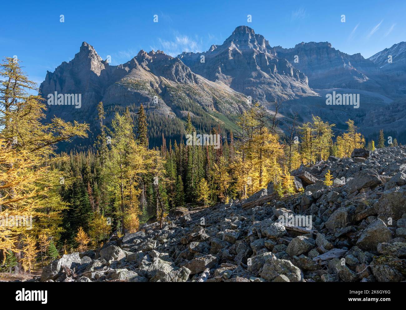 Autumn larch trees in the Rocky Mountains in Yoho National Park ...