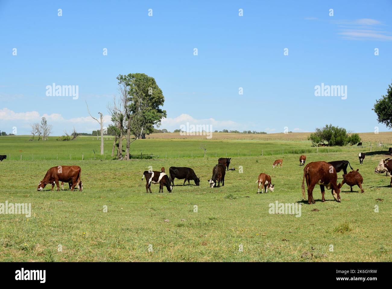 Cows raised with natural pastures, meat production in the Argentine ...