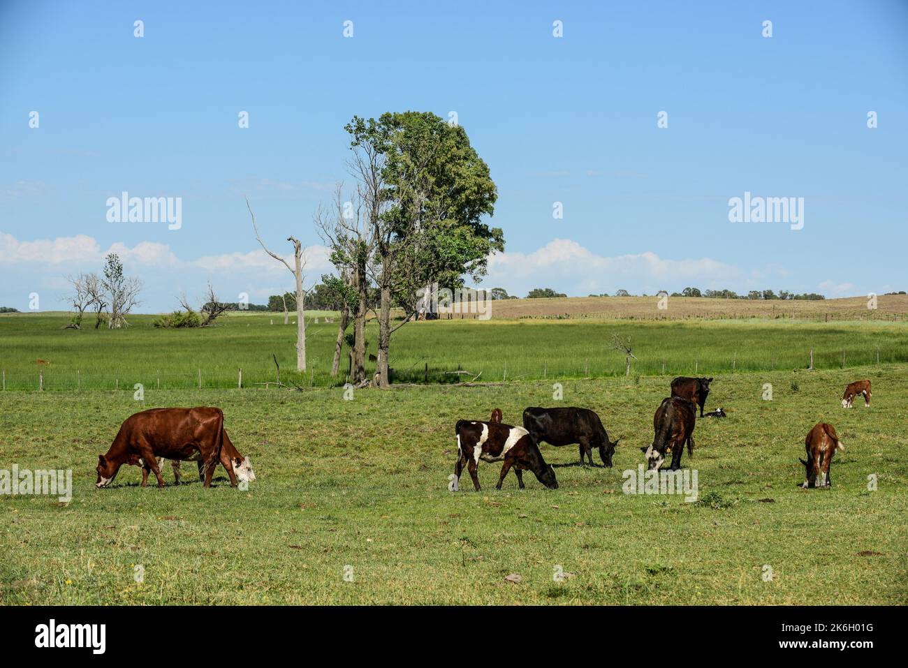 Cows raised with natural pastures, meat production in the Argentine ...