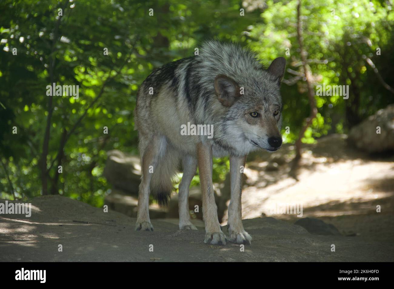 Mexican Grey Wolf Stock Photo - Alamy