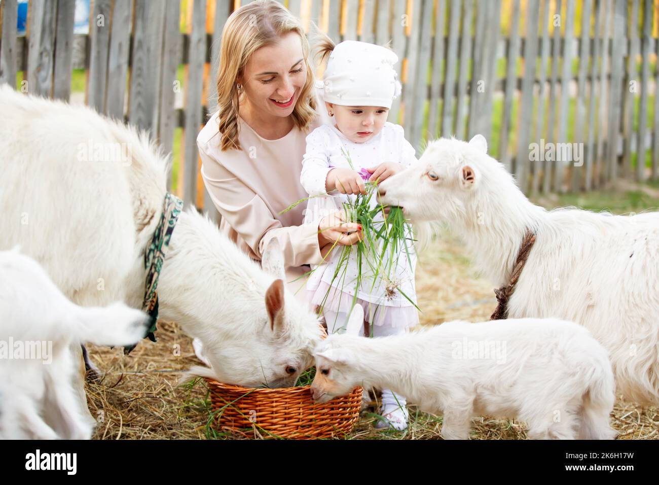 Mom with a little daughter feeds a goat. Woman with children on the ...