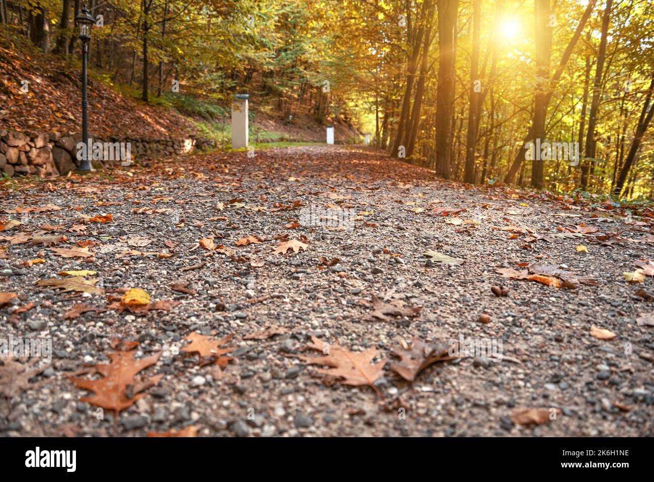 Forest path in autumn foliage Stock Photo - Alamy