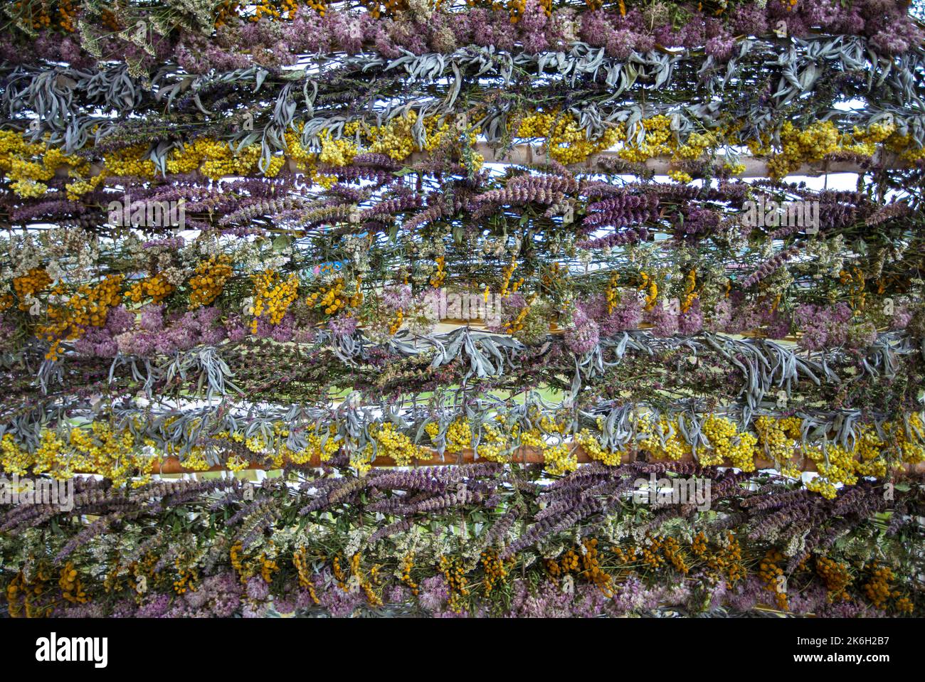 Chinese yarrow hi-res stock photography and images - Alamy