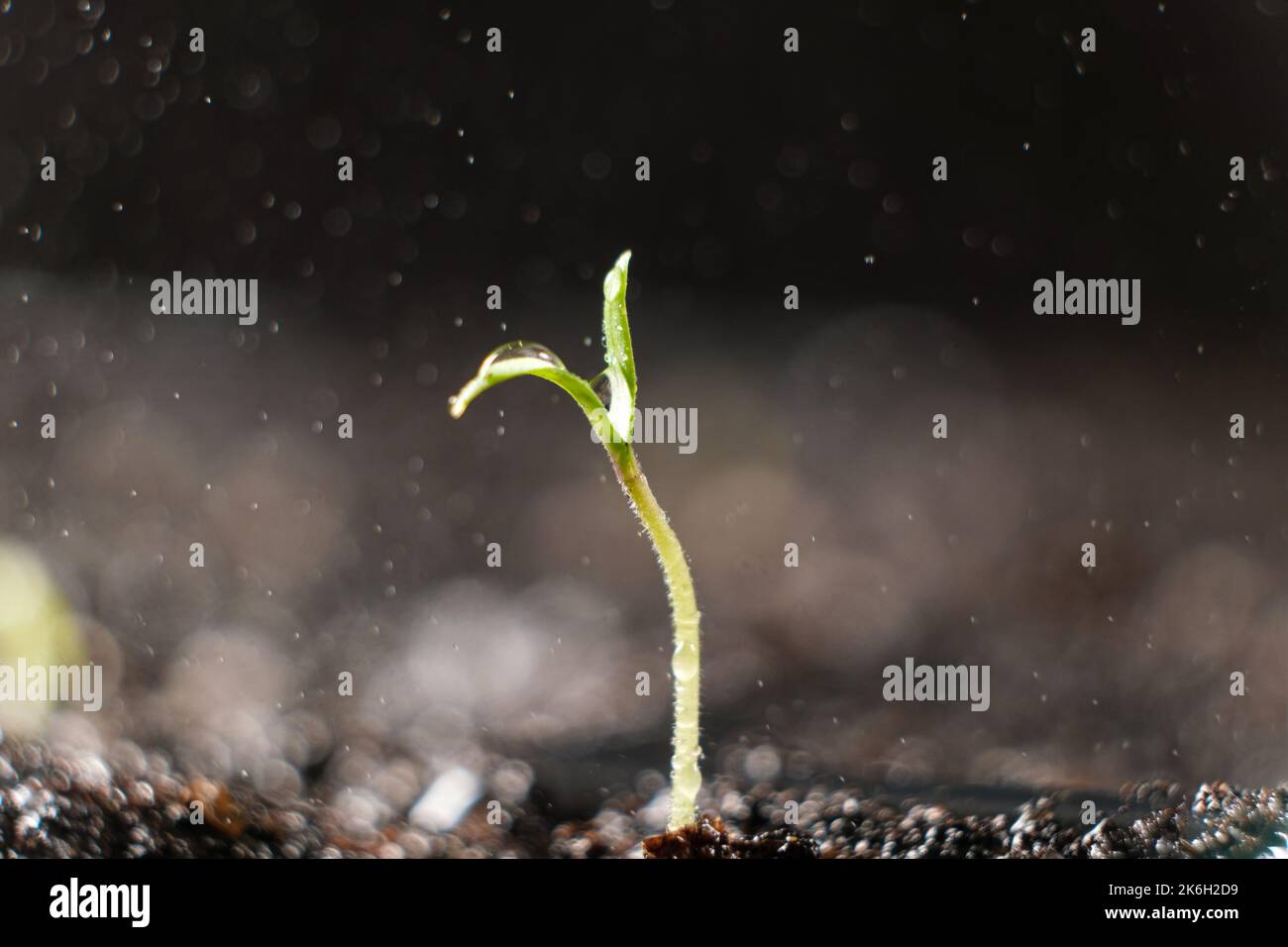 Growing tomatoes from seeds, step by step. Step 5 - watering the first ...