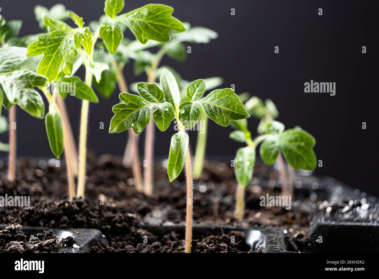 Growing tomatoes from seeds, step by step. Step 7 - the sprouts have ...