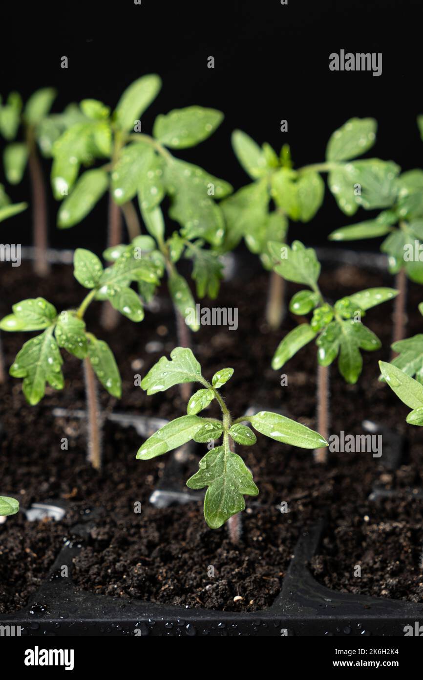 Growing tomatoes from seeds, step by step. Step 7 - the sprouts have ...
