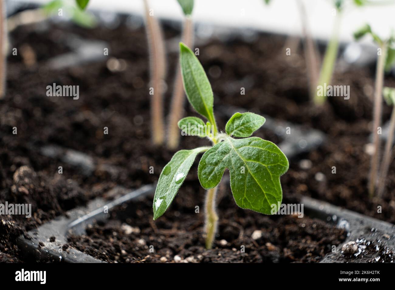 Growing tomatoes from seeds, step by step. Step 7 - the sprouts have ...