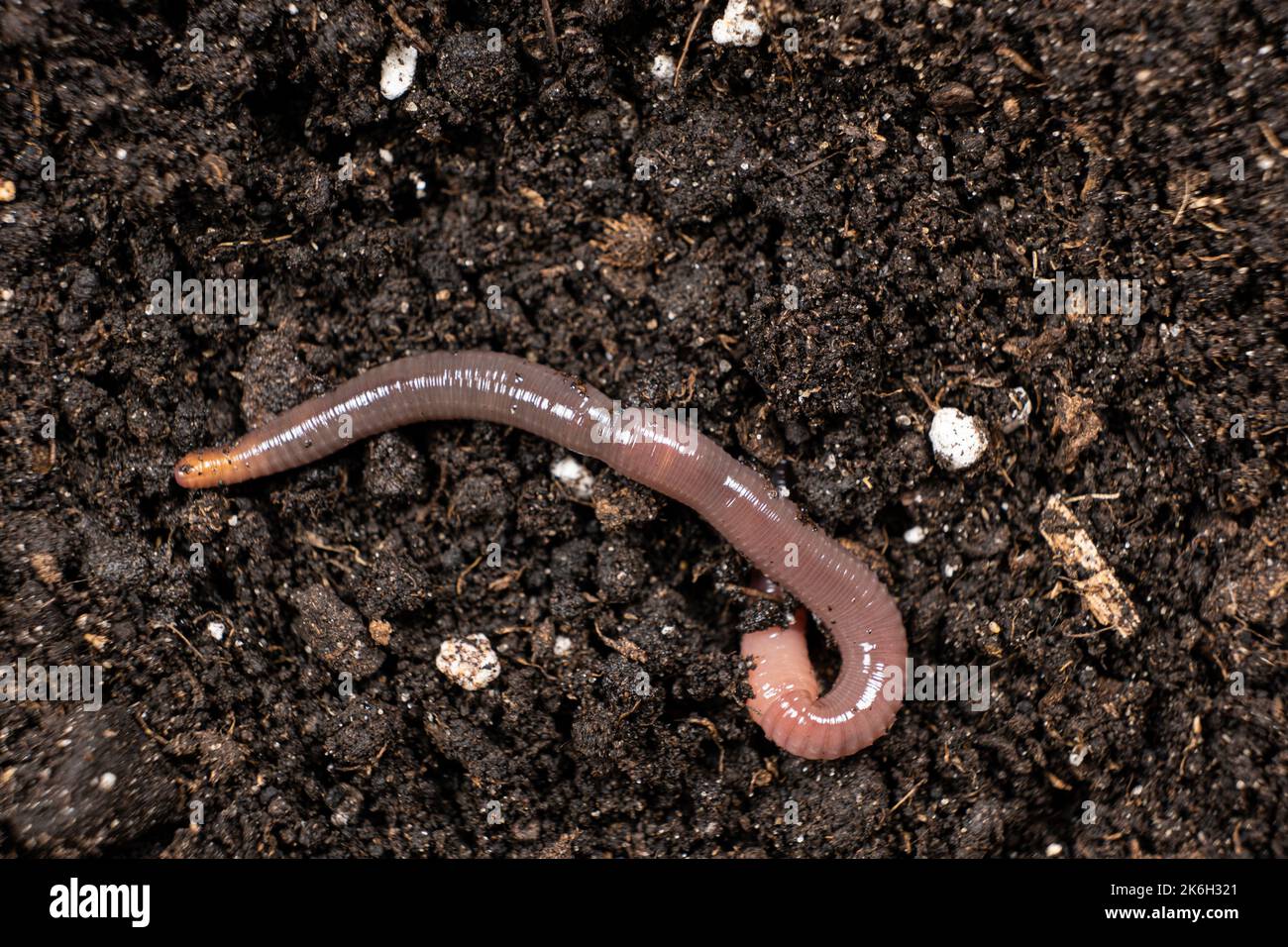 Big beautiful earthworm in the black soil, close-up Stock Photo - Alamy