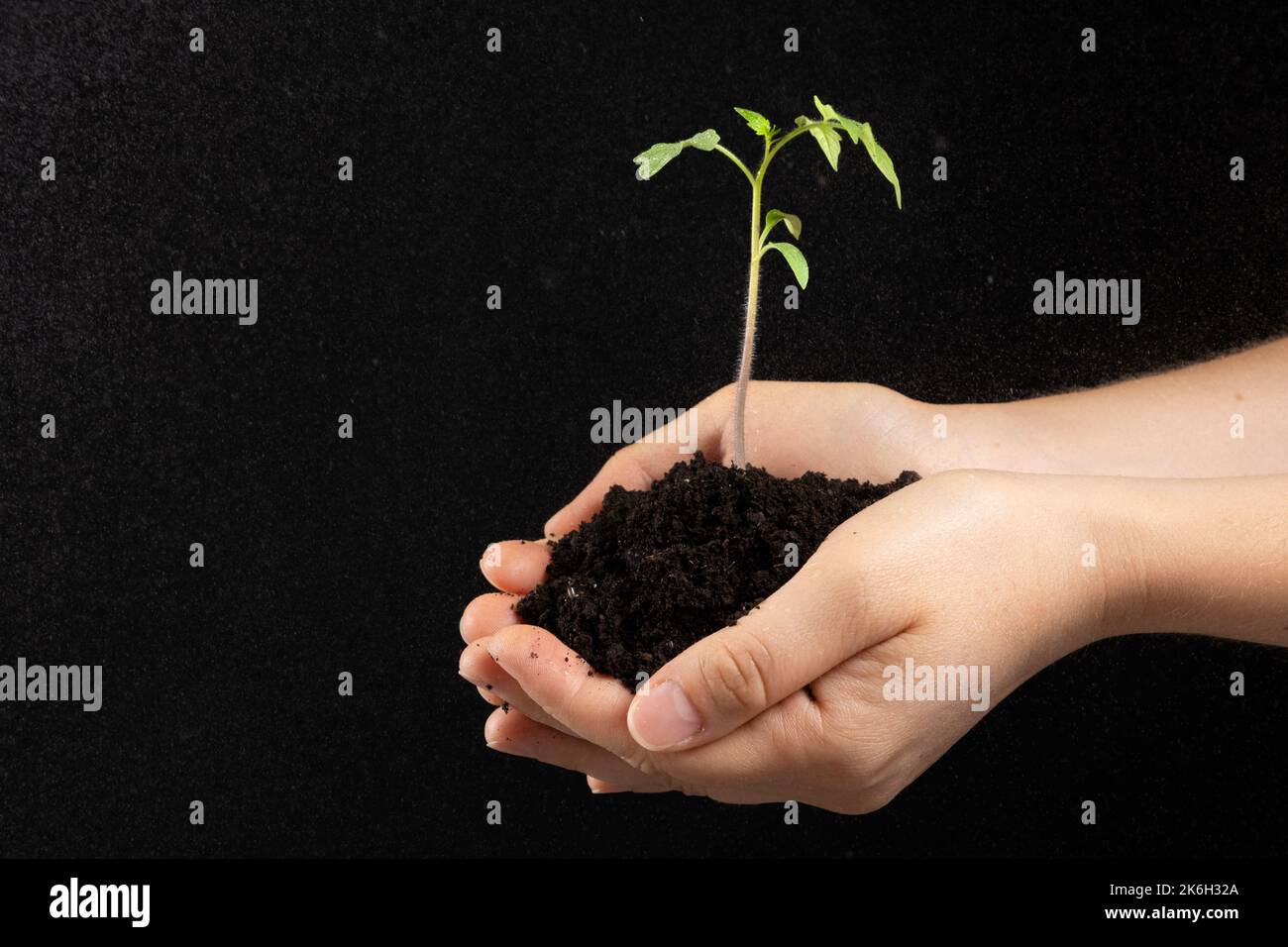 A young sprout with the earth in the hands of a man. The theme of ...