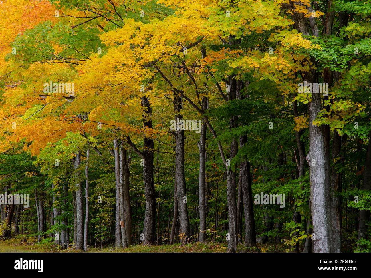 The edge of the forest along Green Road creates a autumn scenic delight ...