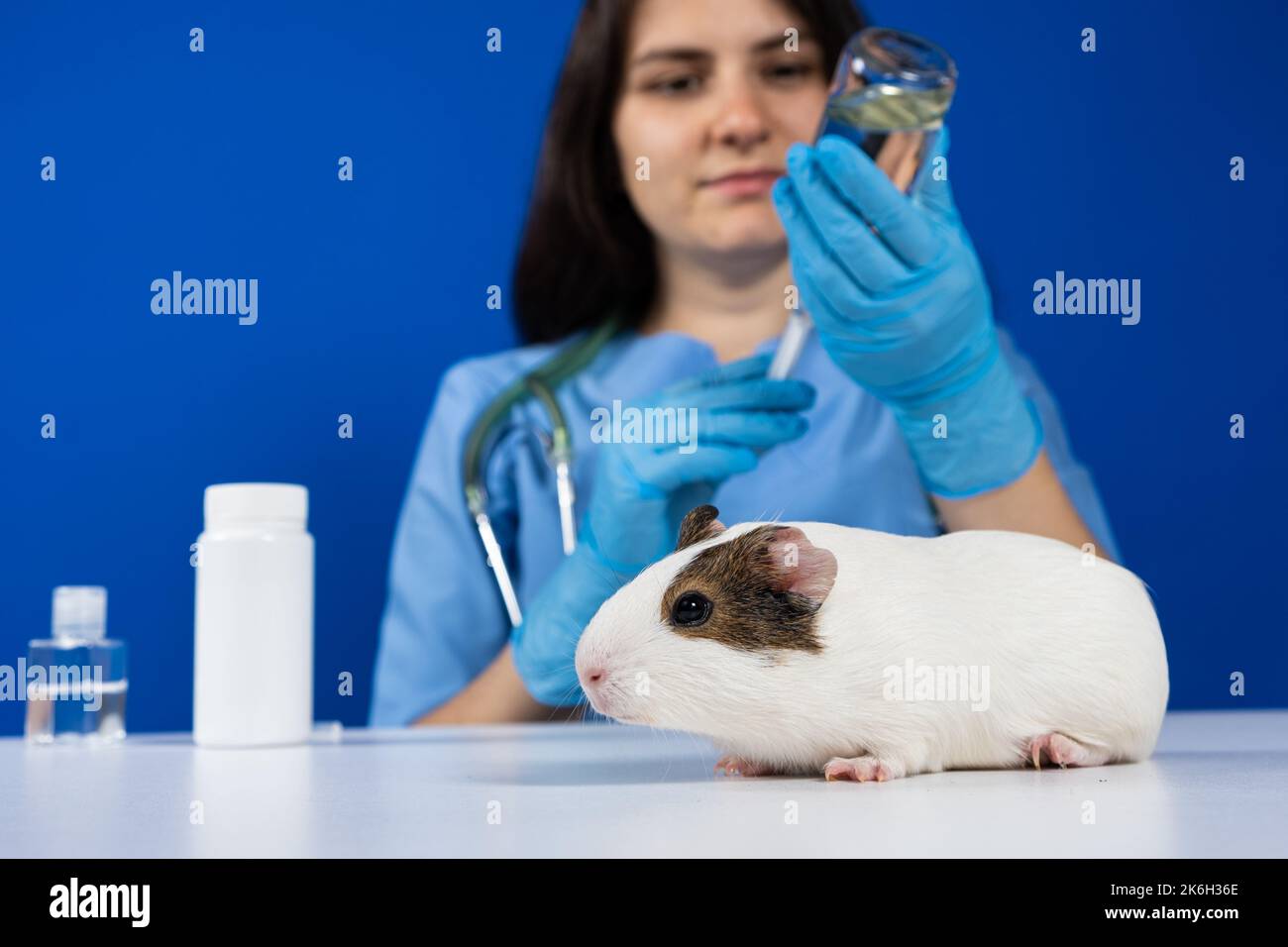 The veterinarian types the medicine into a syringe to treat a guinea ...