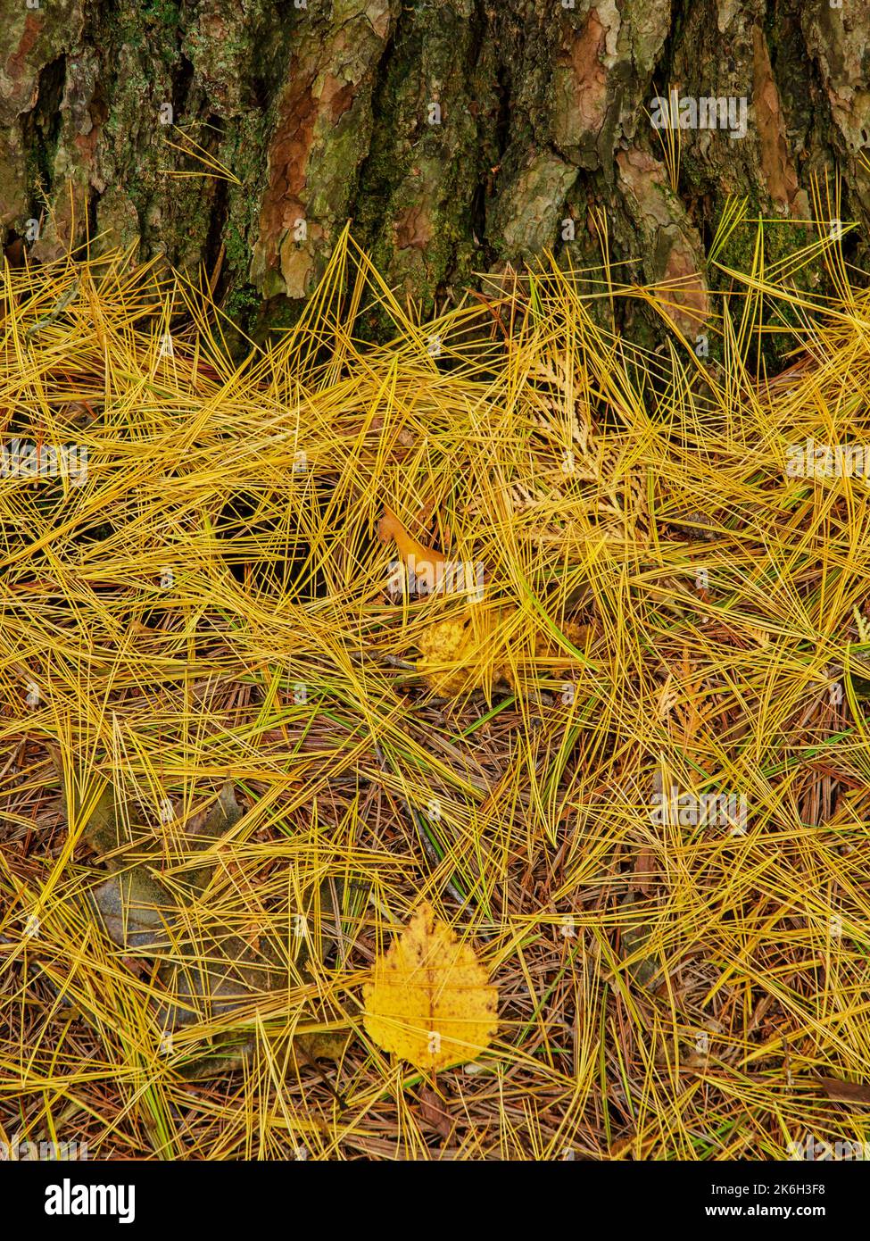 Pine needles fall below a large pine tree while the wind blows close by ...