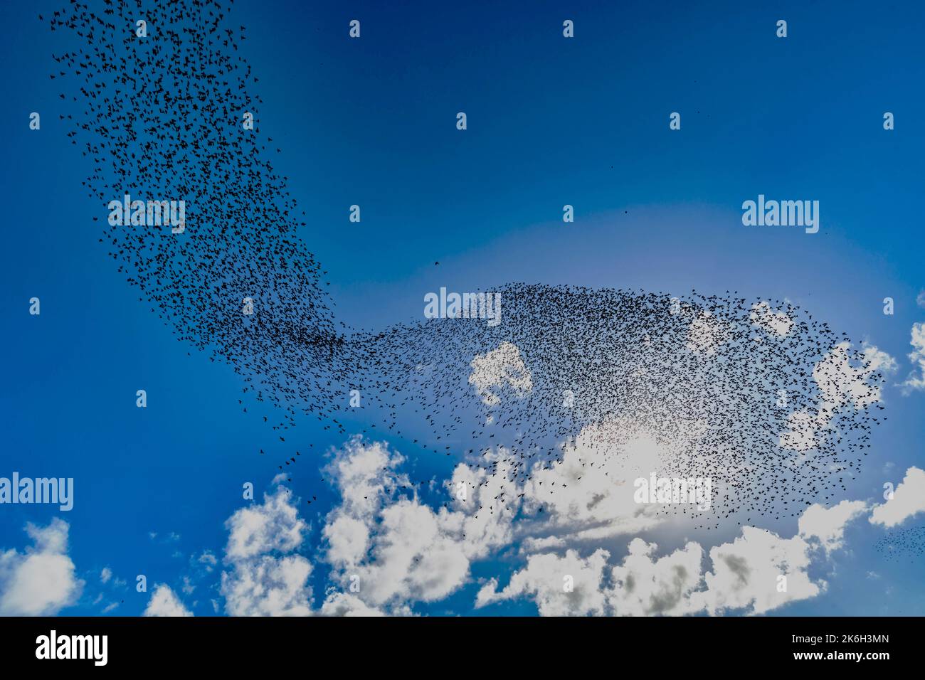 Murmuration of common starlings (Sturnus vulgaris) at Emmerlev, (Höjer ...
