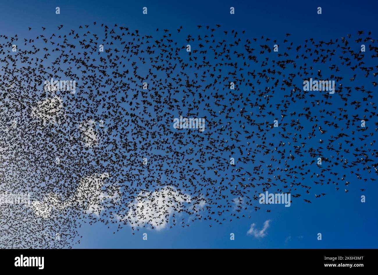 Murmuration of common starlings (Sturnus vulgaris) at Emmerlev, (Höjer ...
