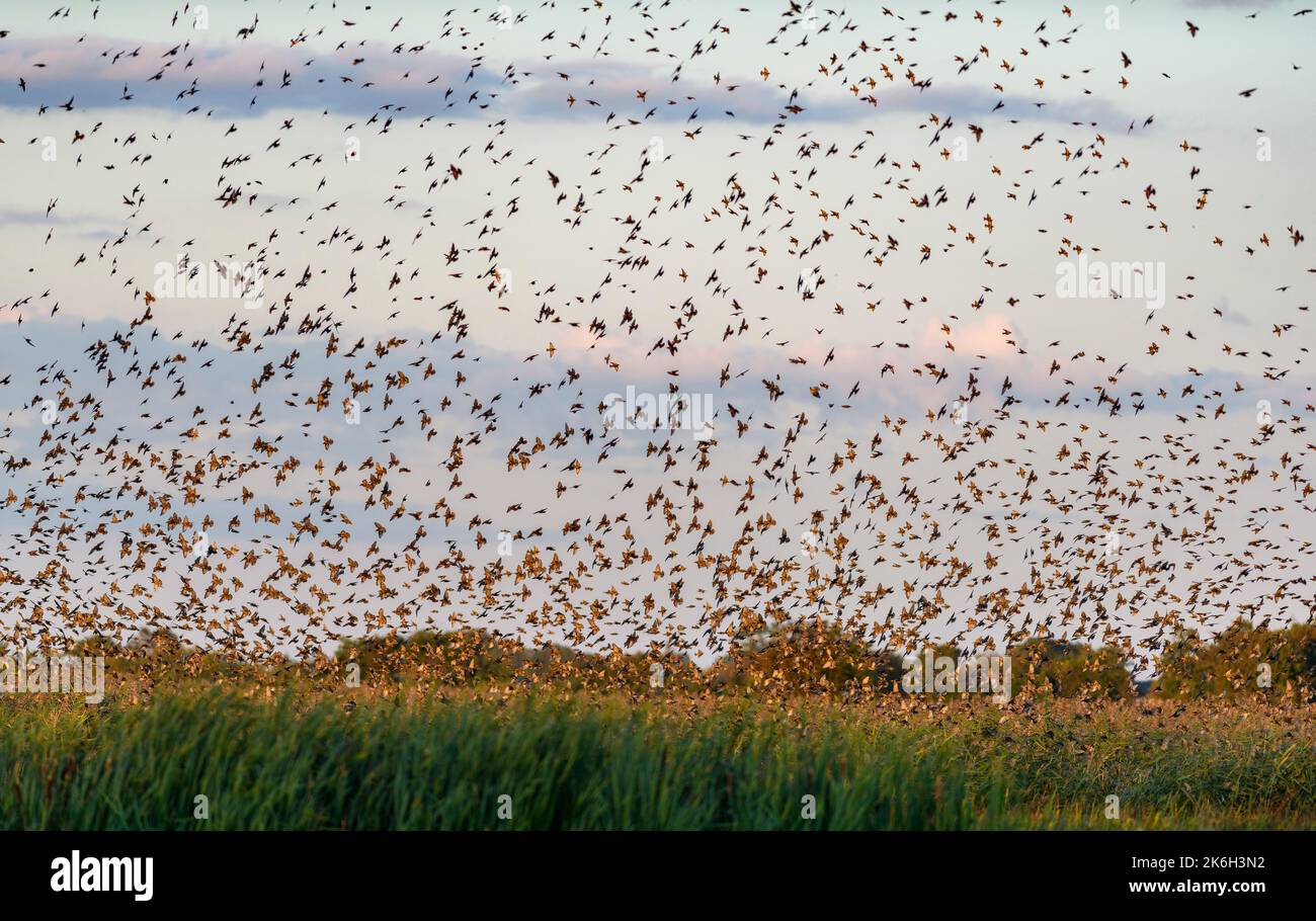 Murmuration of common starlings (Sturnus vulgaris) at Hasberg Sö ...