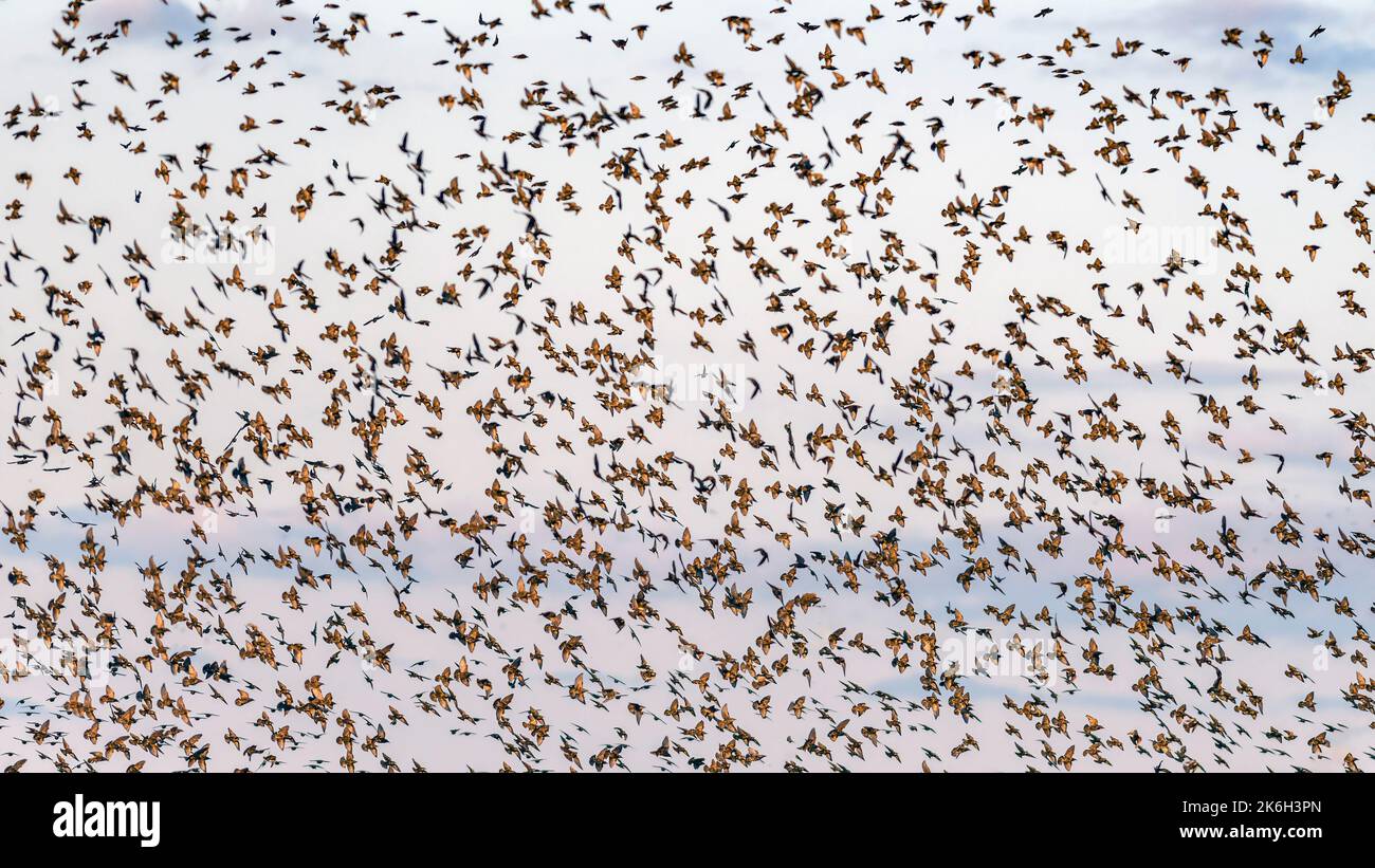 Murmuration of common starlings (Sturnus vulgaris) at Hasberg Sö ...