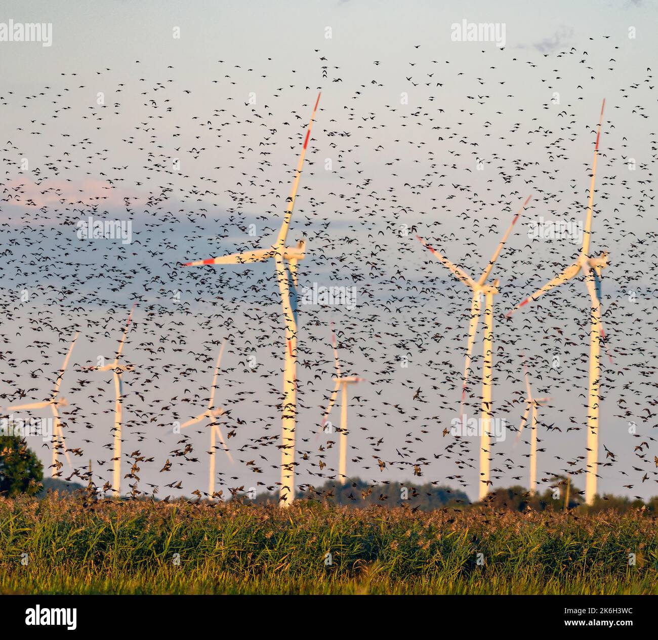 Murmuration of common starlings (Sturnus vulgaris) in front of ...