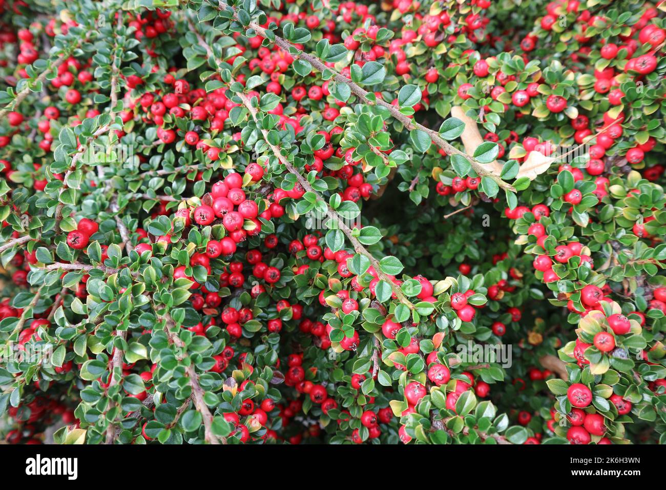 Red foxberries with green leaves Stock Photo - Alamy