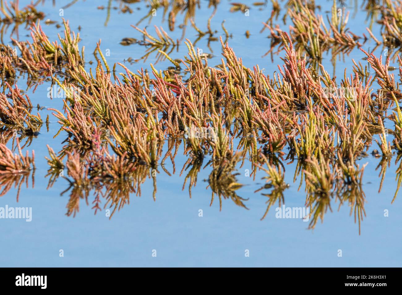 Common glasswort (Salicornia europaea) from Margrethe Kog, Tönder ...