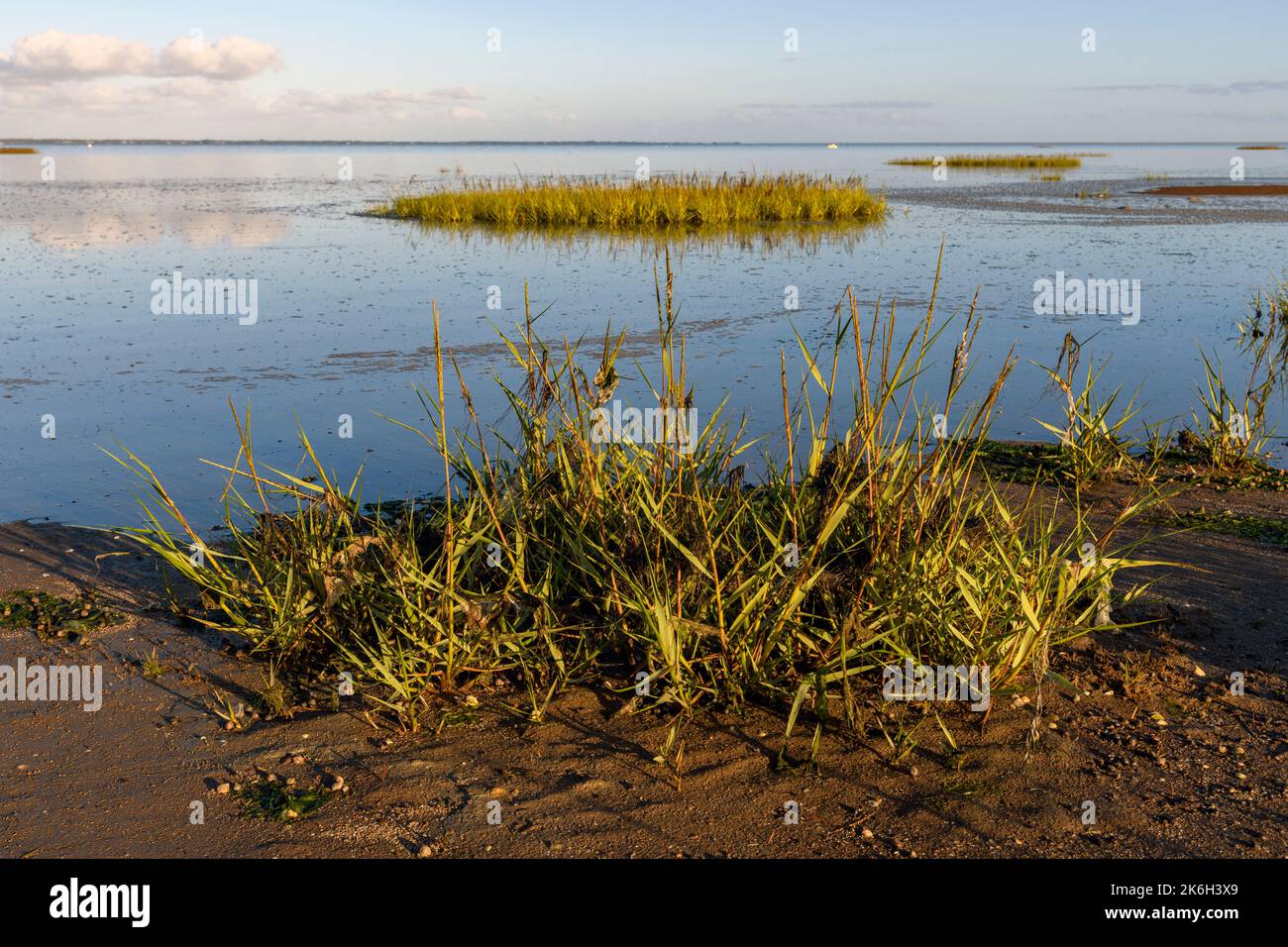 Cordgrass (Spartina x townsendii) at Vesterende, Ballum (part of Wadden ...
