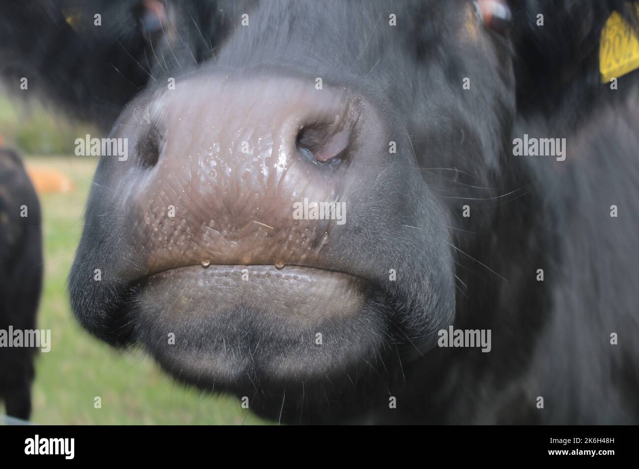 Cows mouth hi-res stock photography and images - Alamy