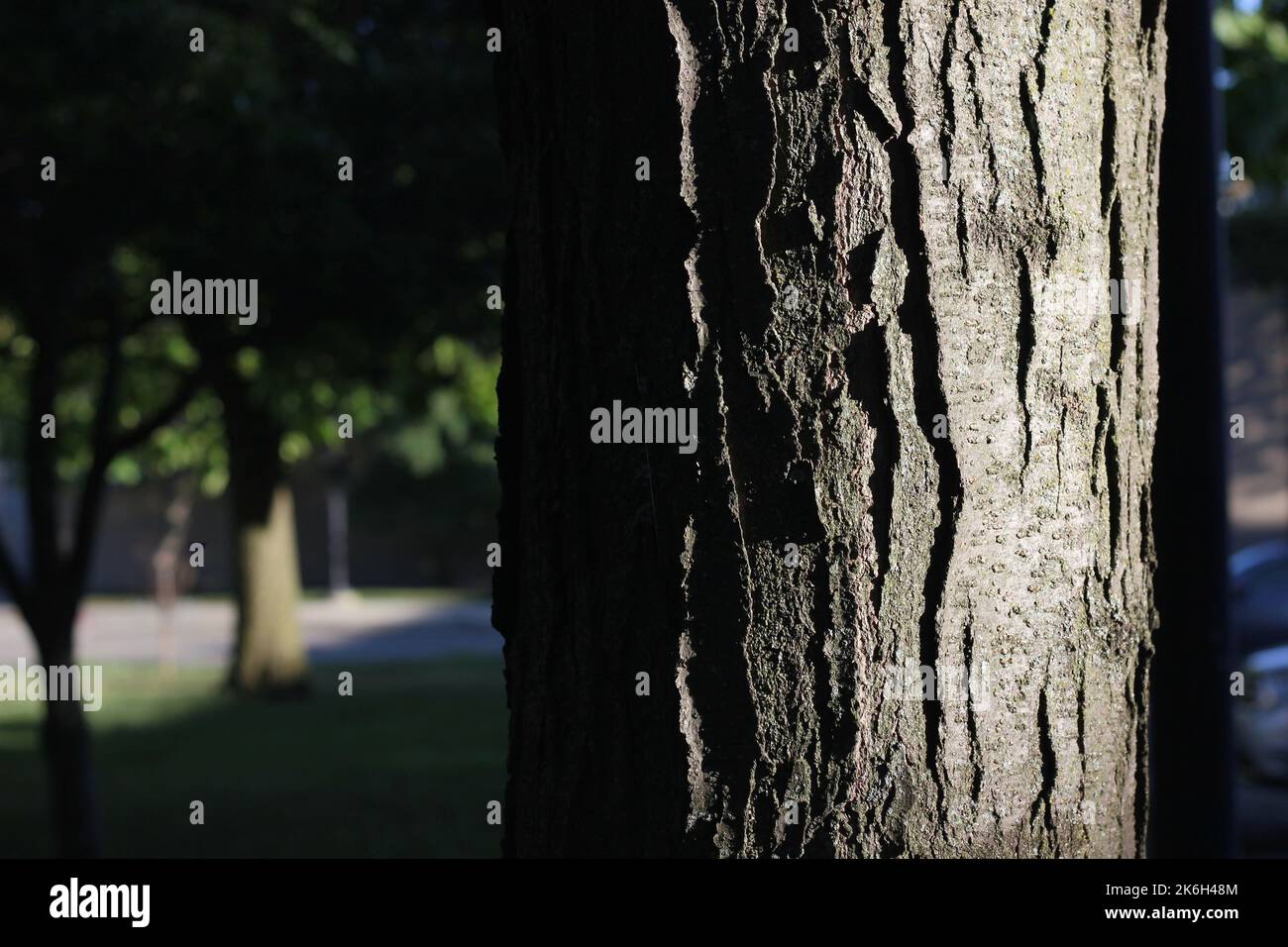 A typical strong tree trunk growing in the sunny meadow Stock Photo - Alamy