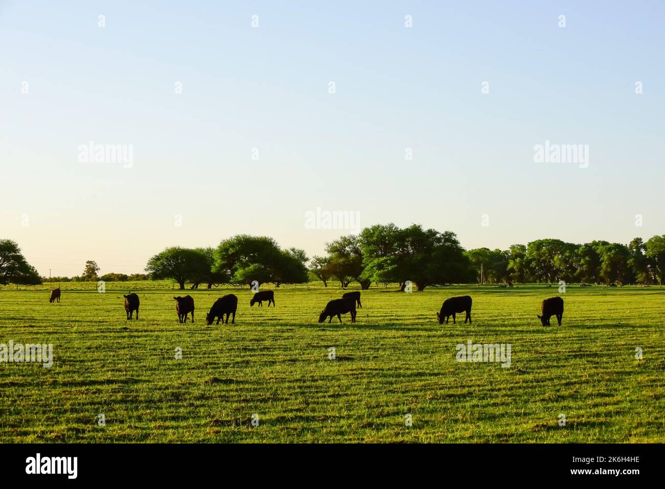 Cows raised with natural pastures, meat production in the Argentine ...