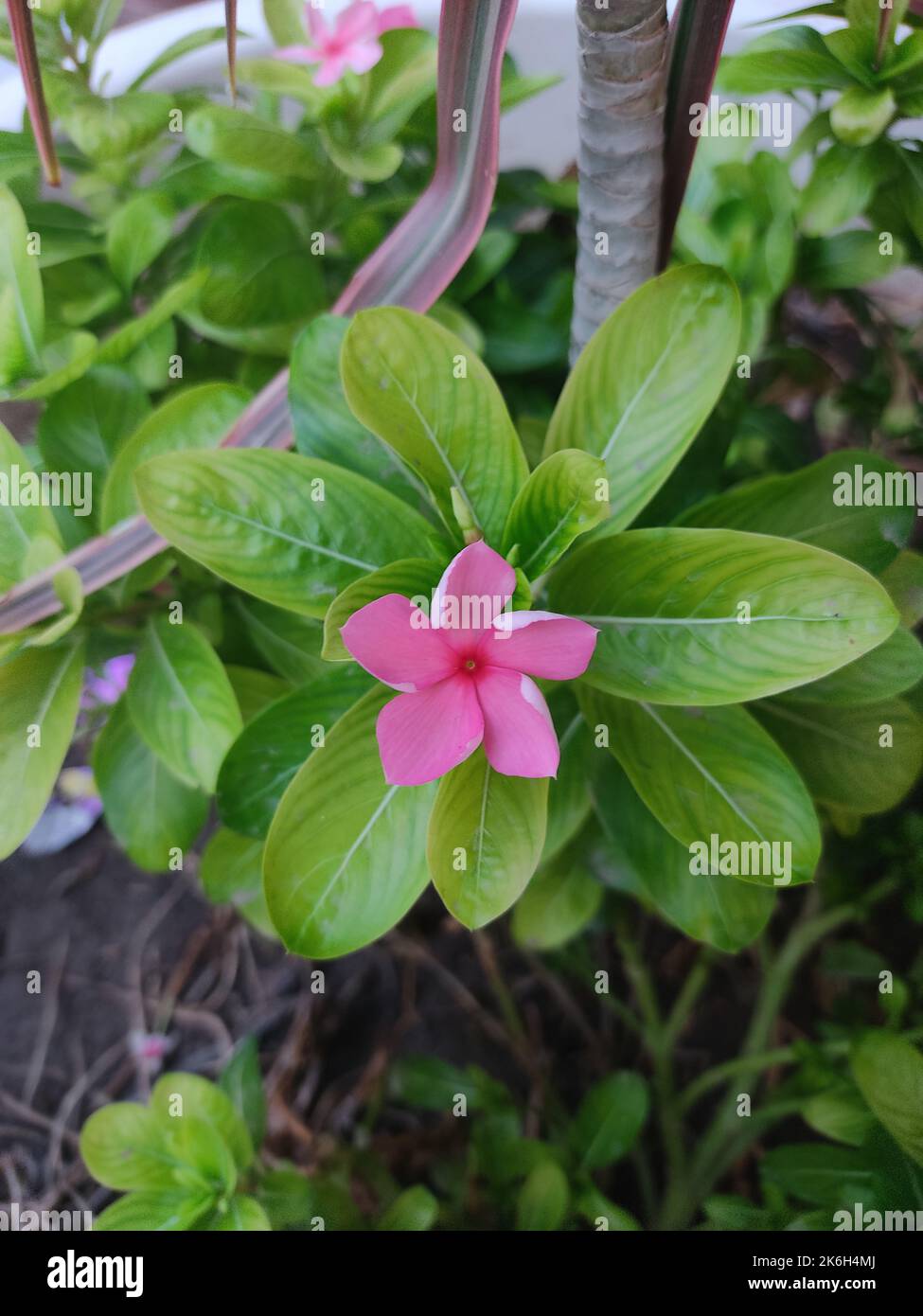 A vertical shot of a pink small flower with green leaves Stock Photo ...