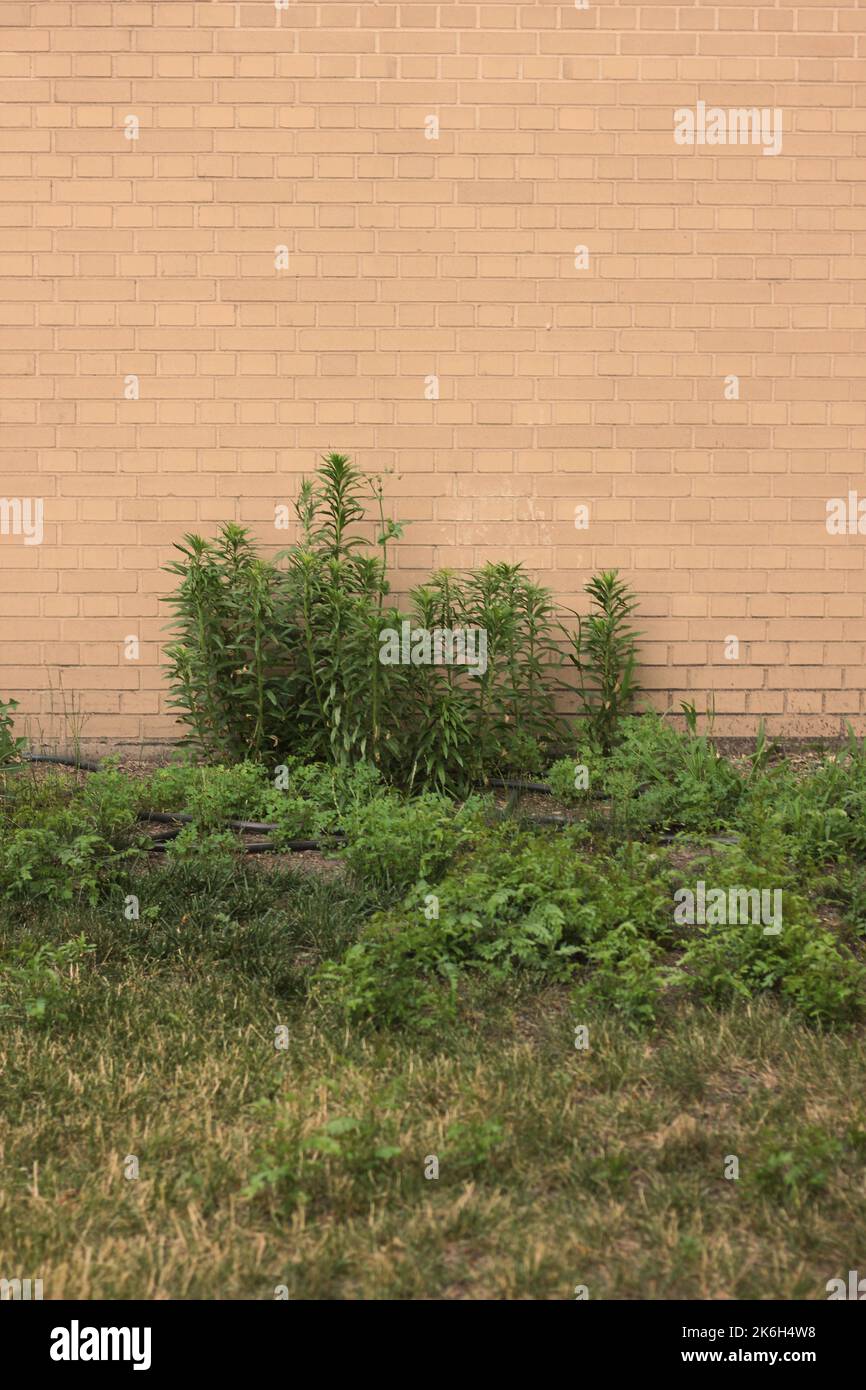 Simple typical common bush weed growing near an industrial brick wall ...