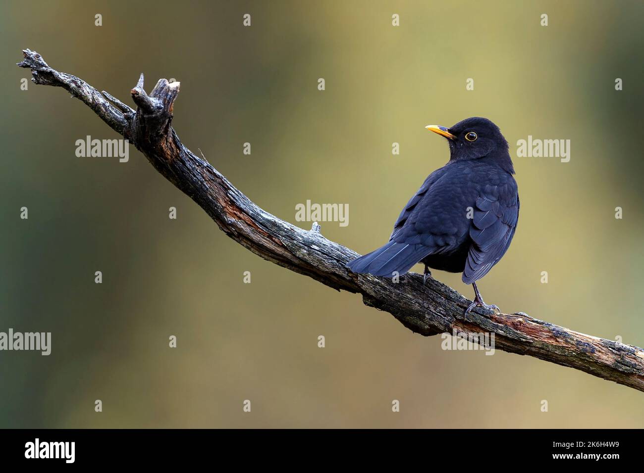 Male common blackbird (Turdus merula) from Marnadal, southern Norway in ...