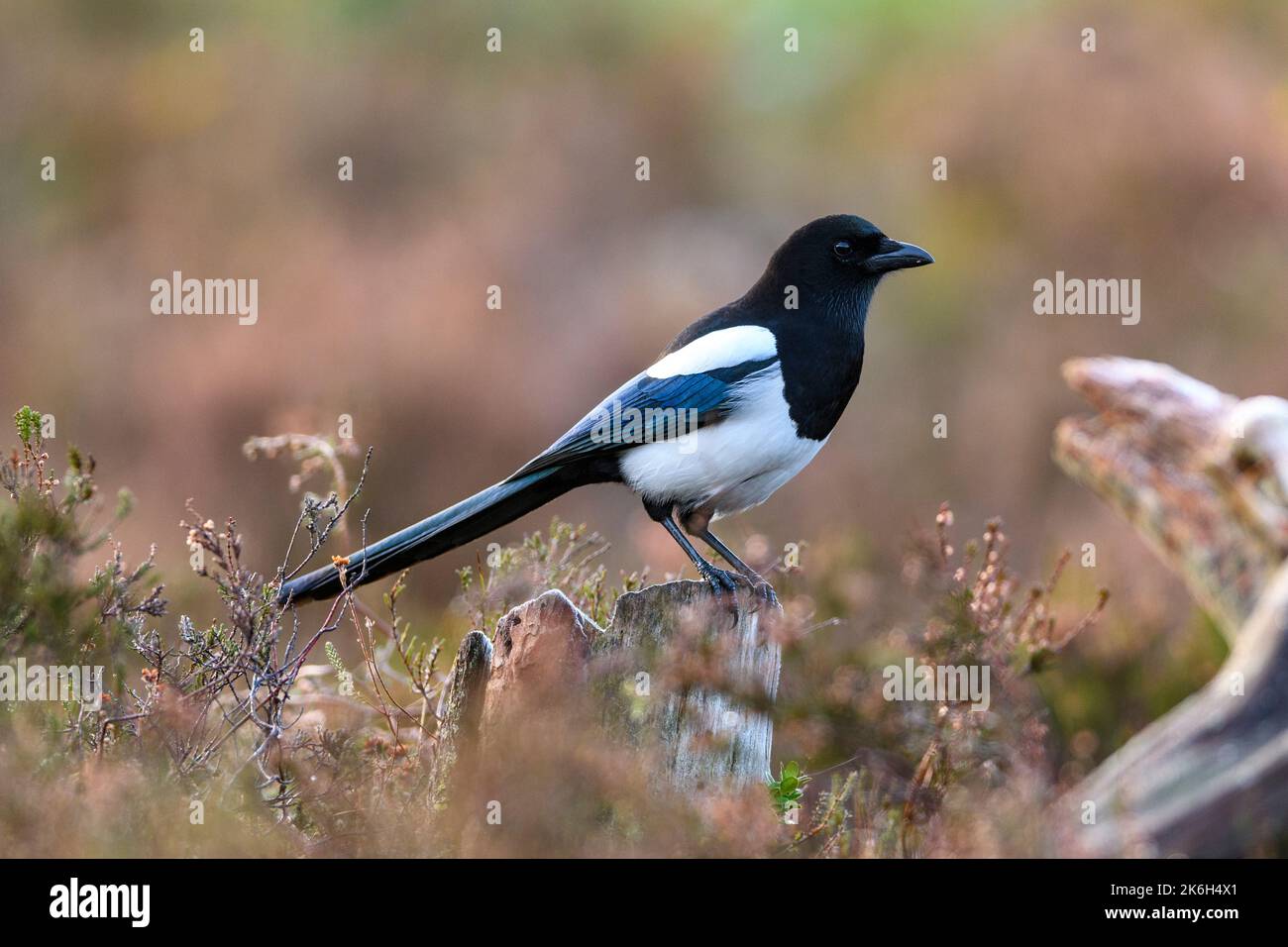 Common Magpie, Pica pica fennorum, from Marnadal, southern Norway in ...