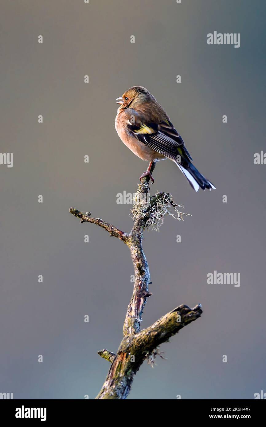 Fugler fugl birds passeriformes hi-res stock photography and images - Alamy