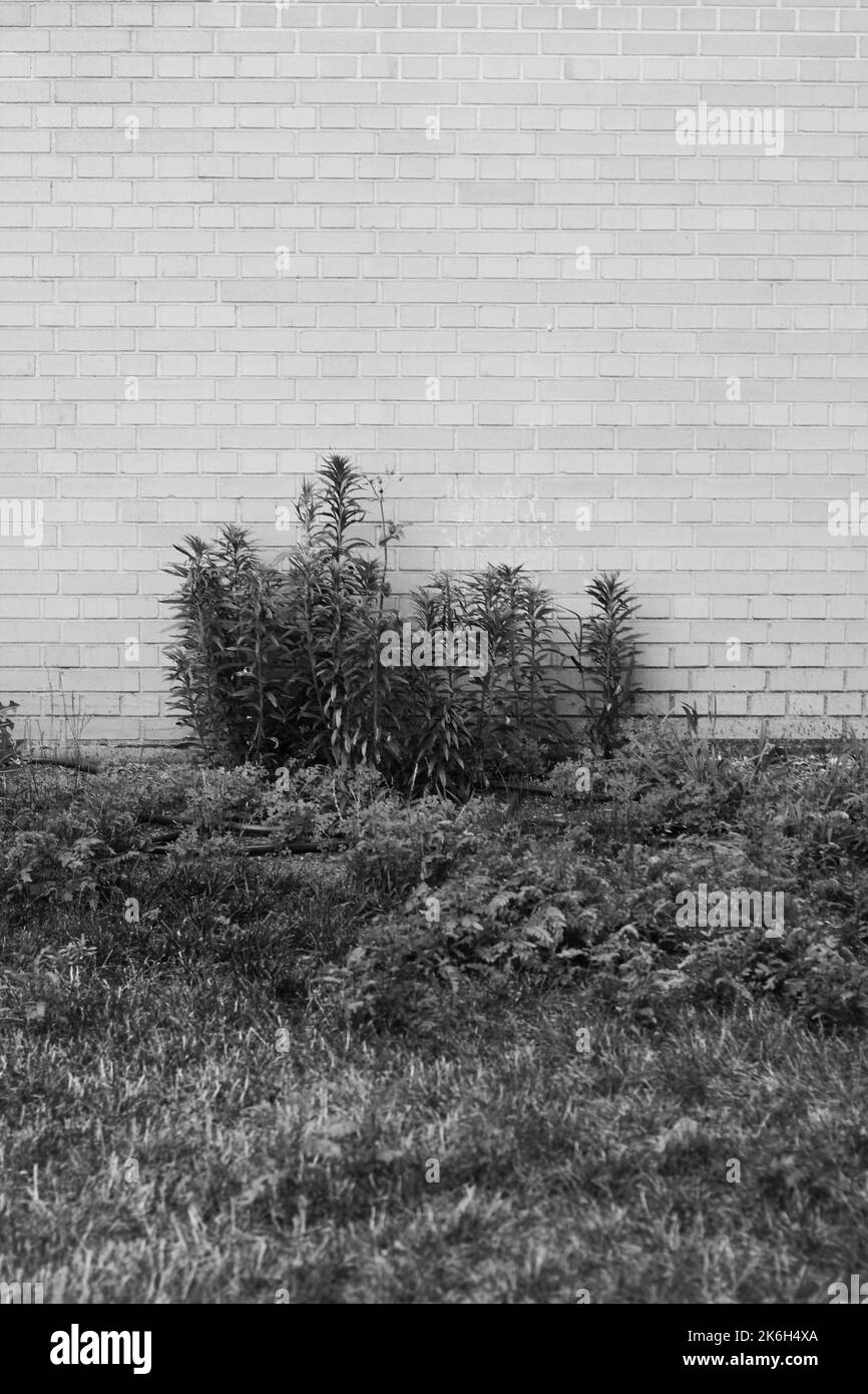 Simple typical common bush weed growing near an industrial brick wall ...
