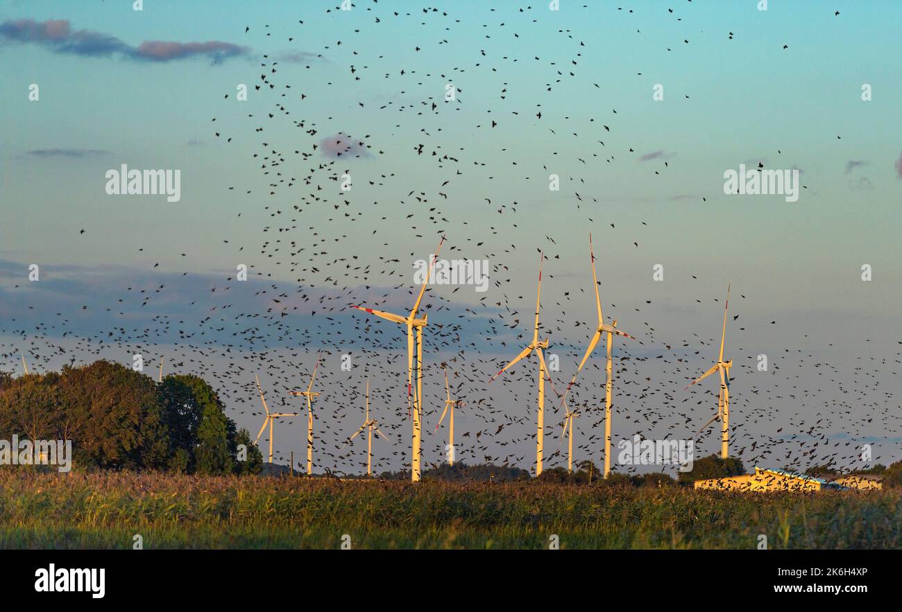Murmuration of common starlings (Sturnus vulgaris) in front of ...
